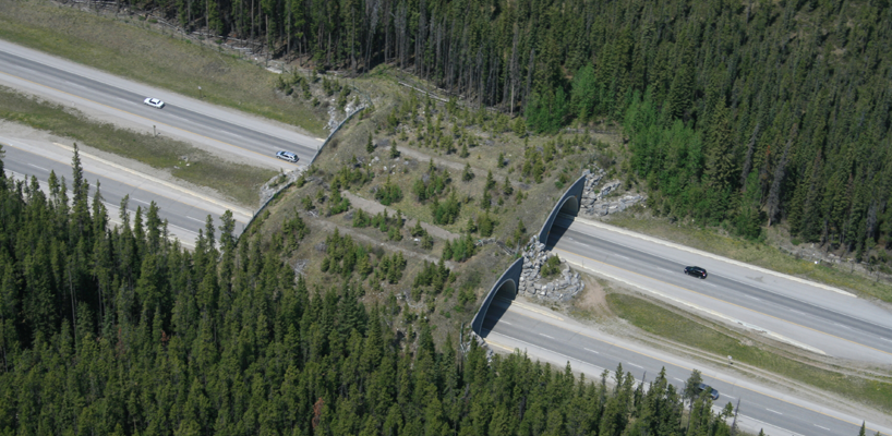 Green infrastructure design for municipal roads - Municipal World