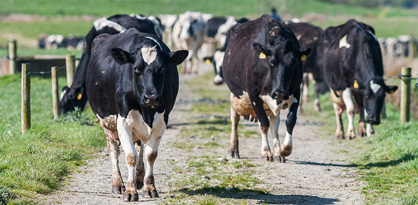 Don’t pave the cow paths - Six IT project mistakes - Municipal World